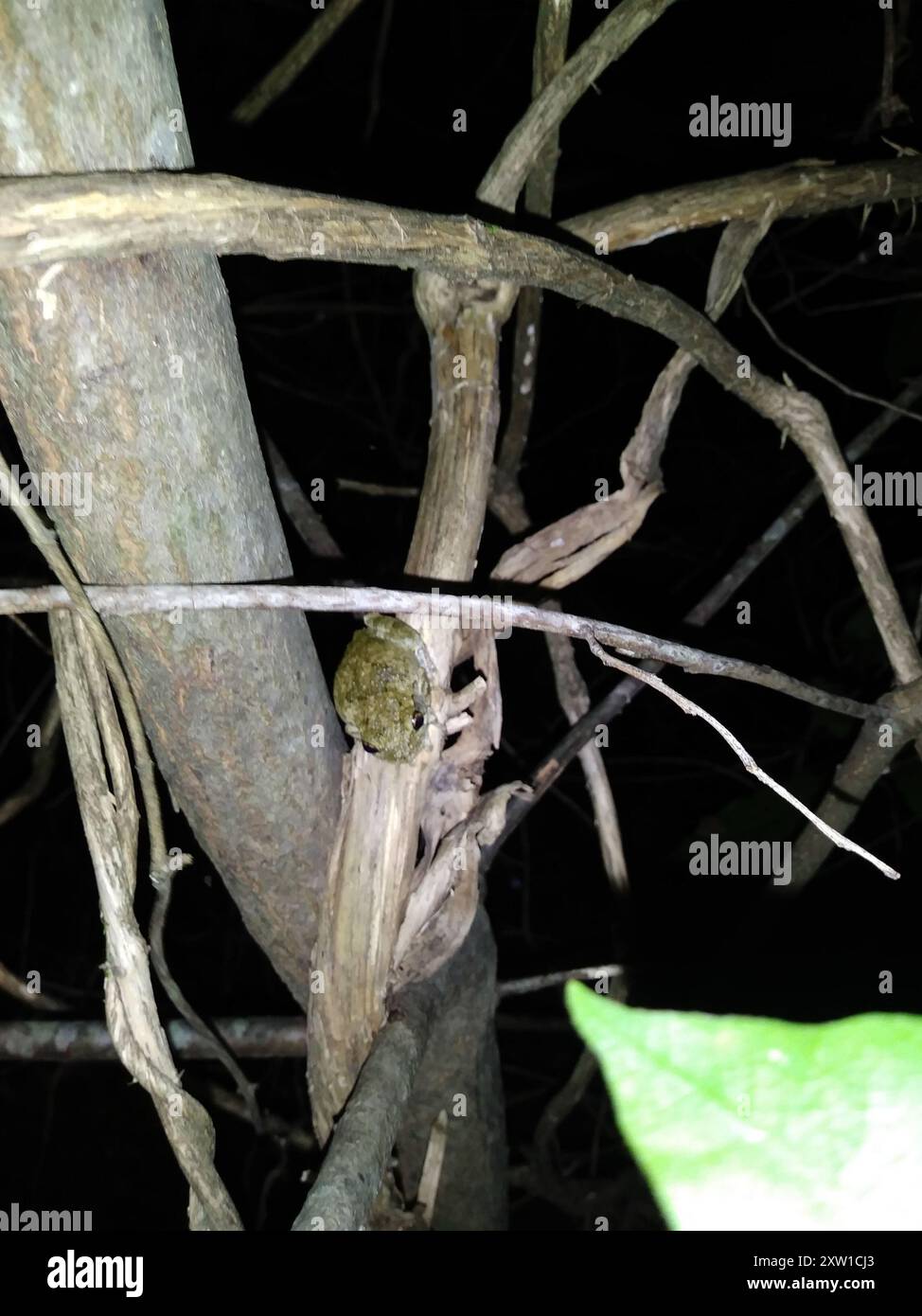 Cope's Gray Treefrog (Hyla chrysoscelis) Amphibia Stock Photo - Alamy