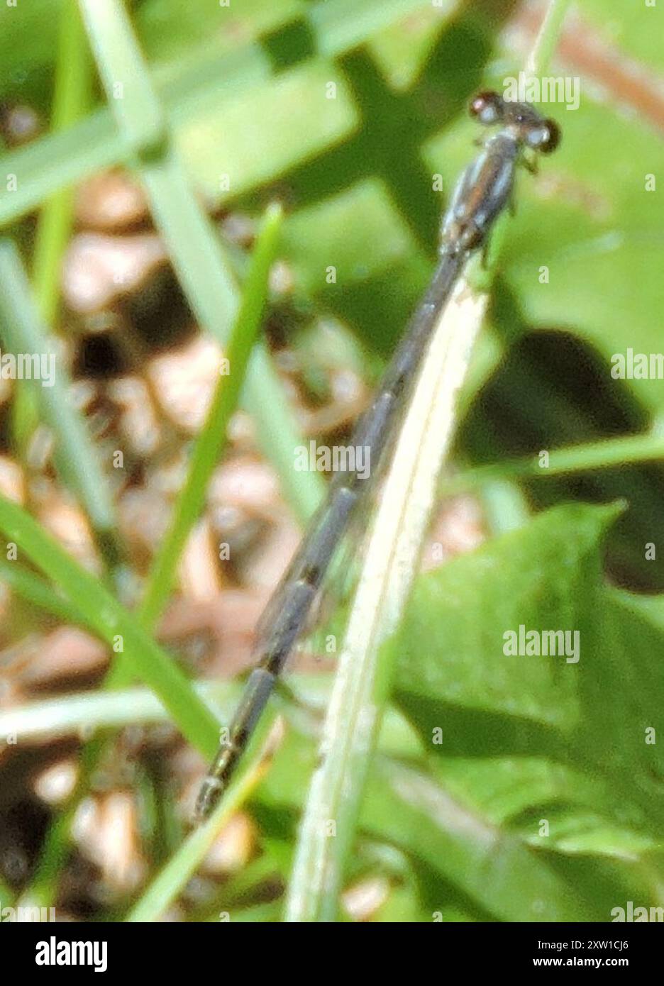 Fragile Forktail (Ischnura posita) Insecta Stock Photo - Alamy