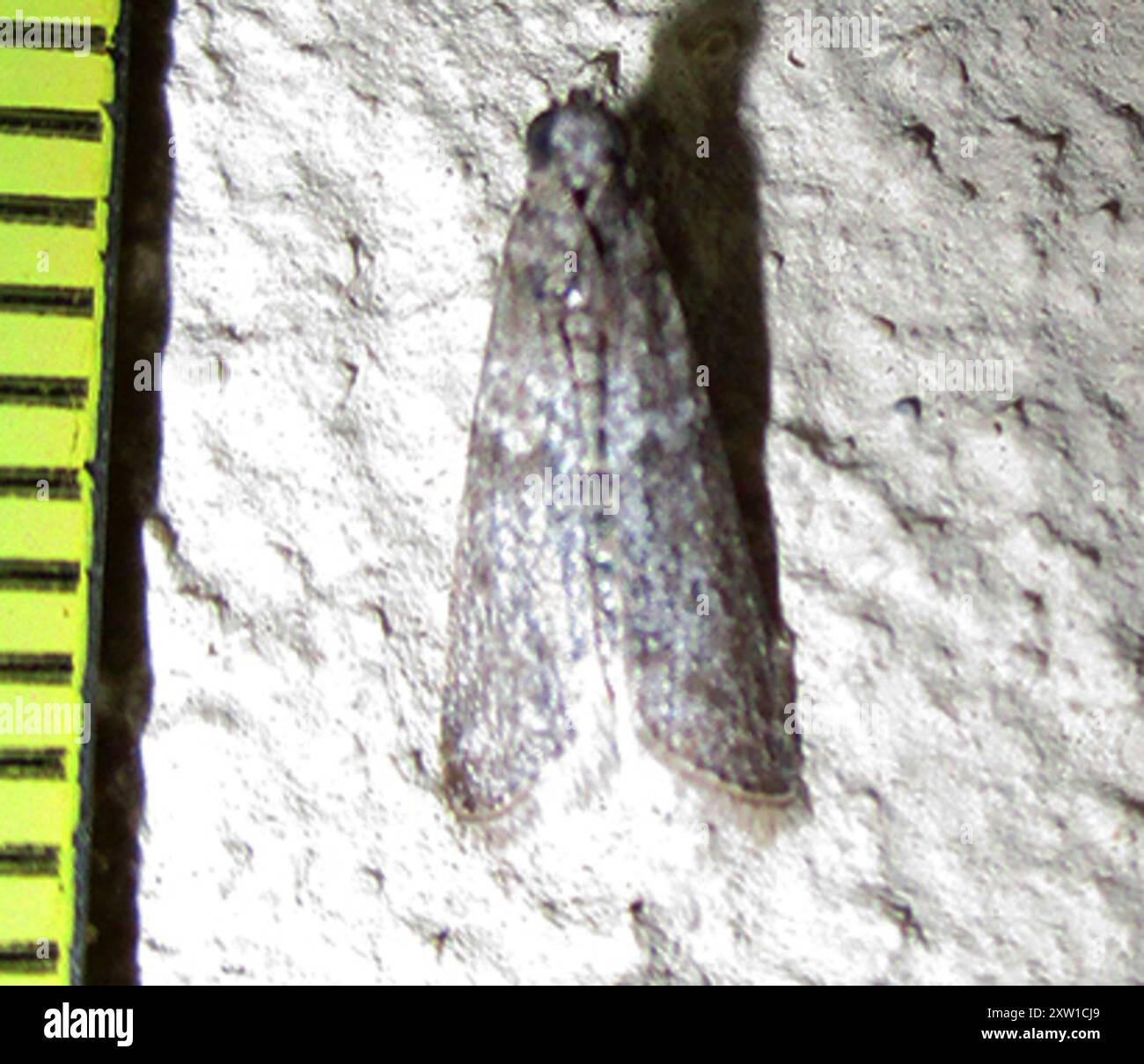 Locust bean moth (Ectomyelois ceratoniae) Insecta Stock Photo - Alamy