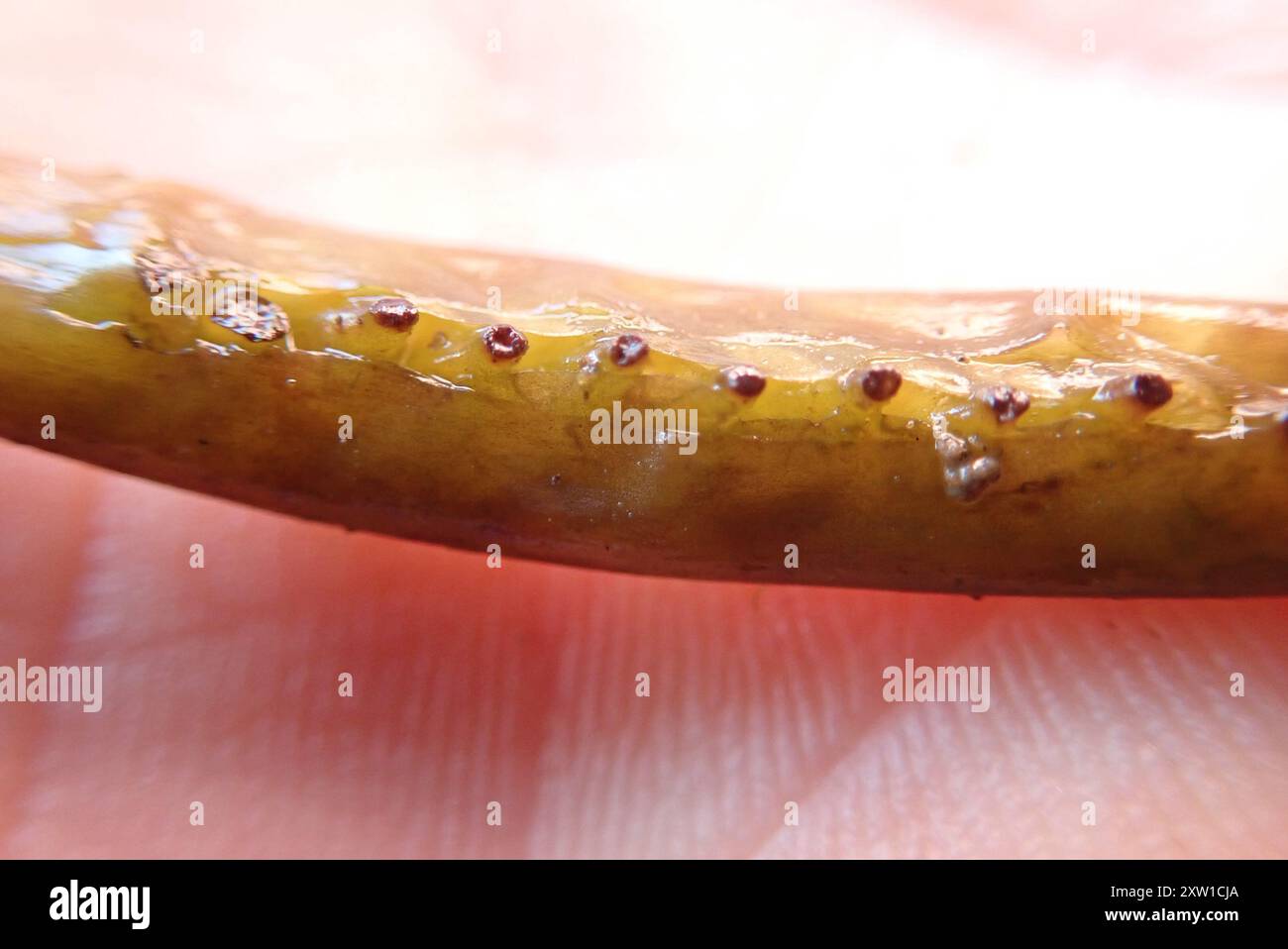 surfgrasses (Phyllospadix) Plantae Stock Photo - Alamy