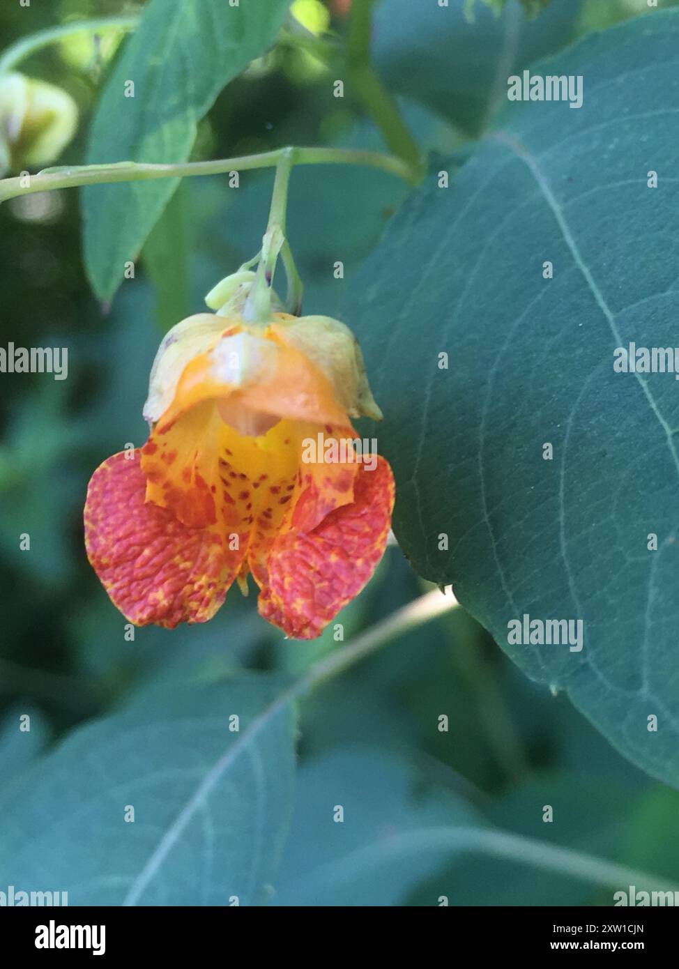 common jewelweed (Impatiens capensis) Plantae Stock Photo - Alamy