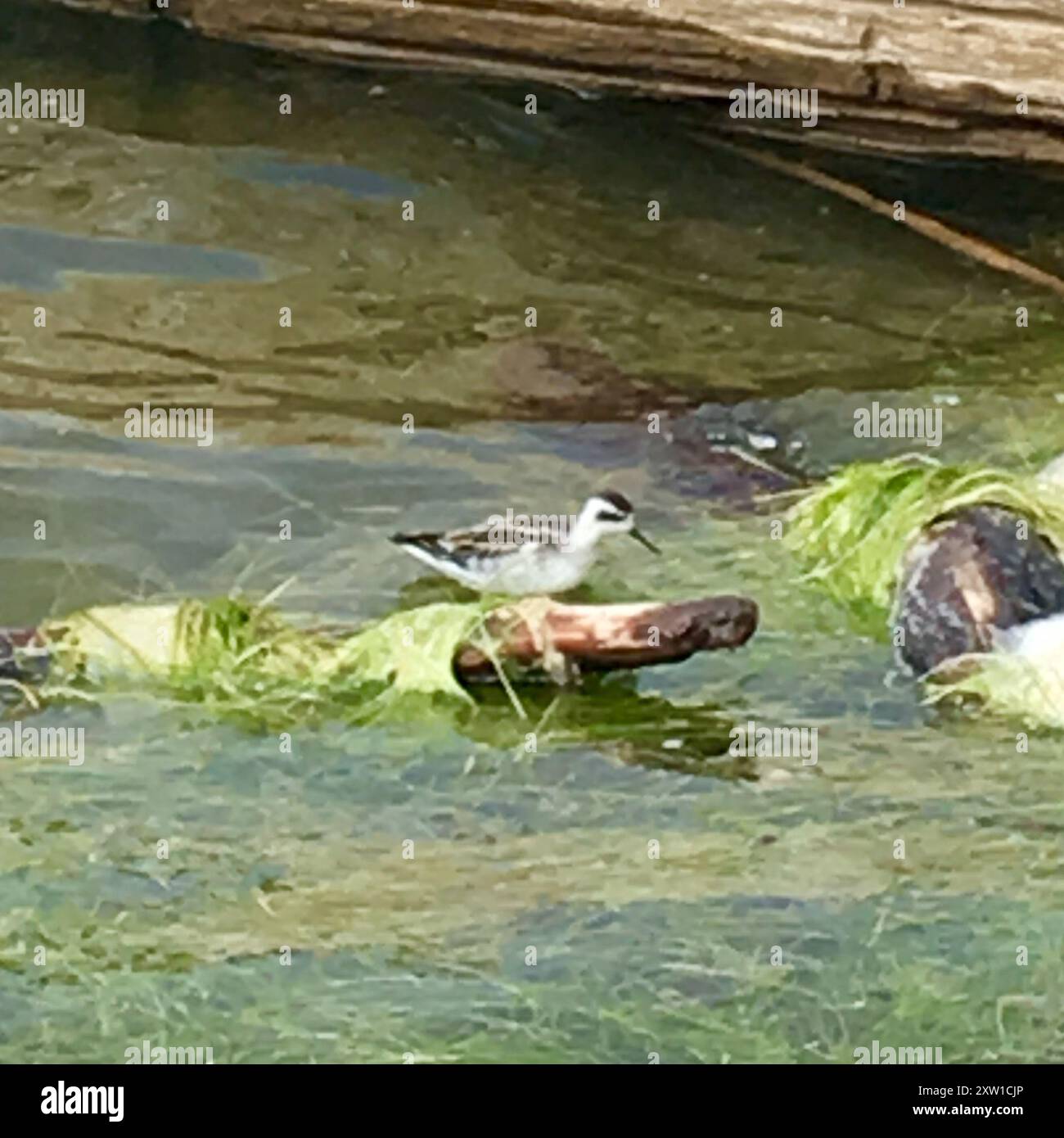 Red-necked Phalarope (Phalaropus lobatus) Aves Stock Photo - Alamy