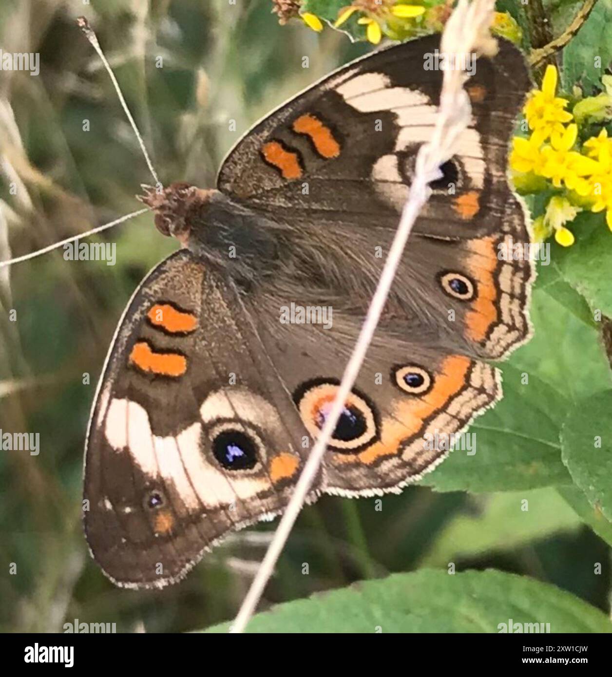 Common Buckeye (Junonia coenia) Insecta Stock Photo - Alamy
