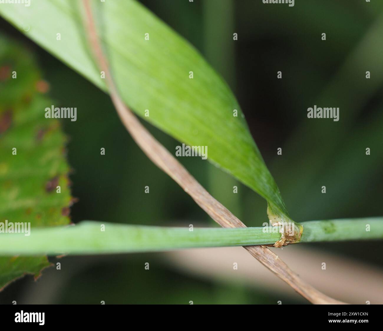 grasses (Poaceae) Plantae Stock Photo - Alamy