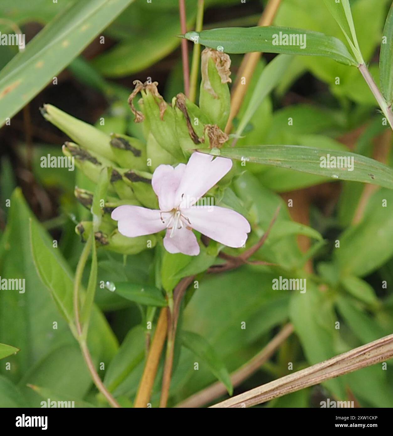 common soapwort (Saponaria officinalis) Plantae Stock Photo - Alamy