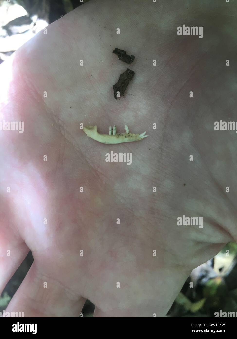 Eastern Mole (Scalopus aquaticus) Mammalia Stock Photo - Alamy