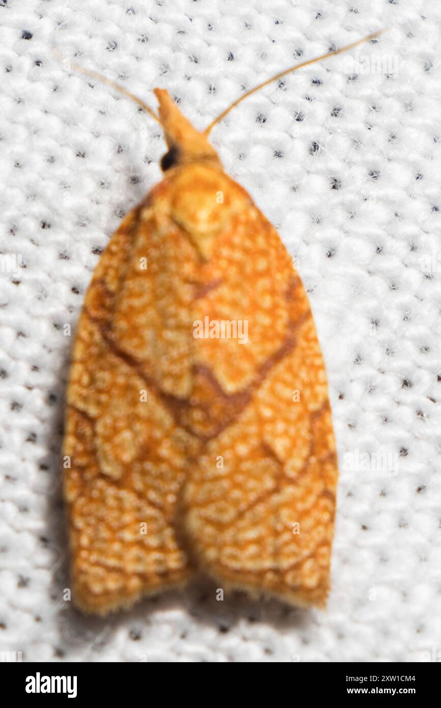 Reticulated Fruitworm Moth (Cenopis reticulatana) Insecta Stock Photo ...