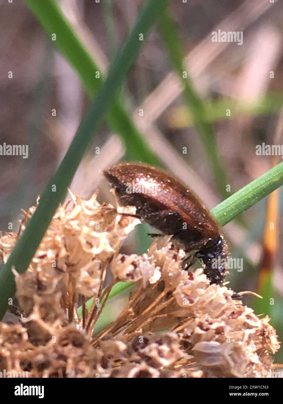 Rough-Haired Lagria Beetle (Lagria hirta) Insecta Stock Photo - Alamy