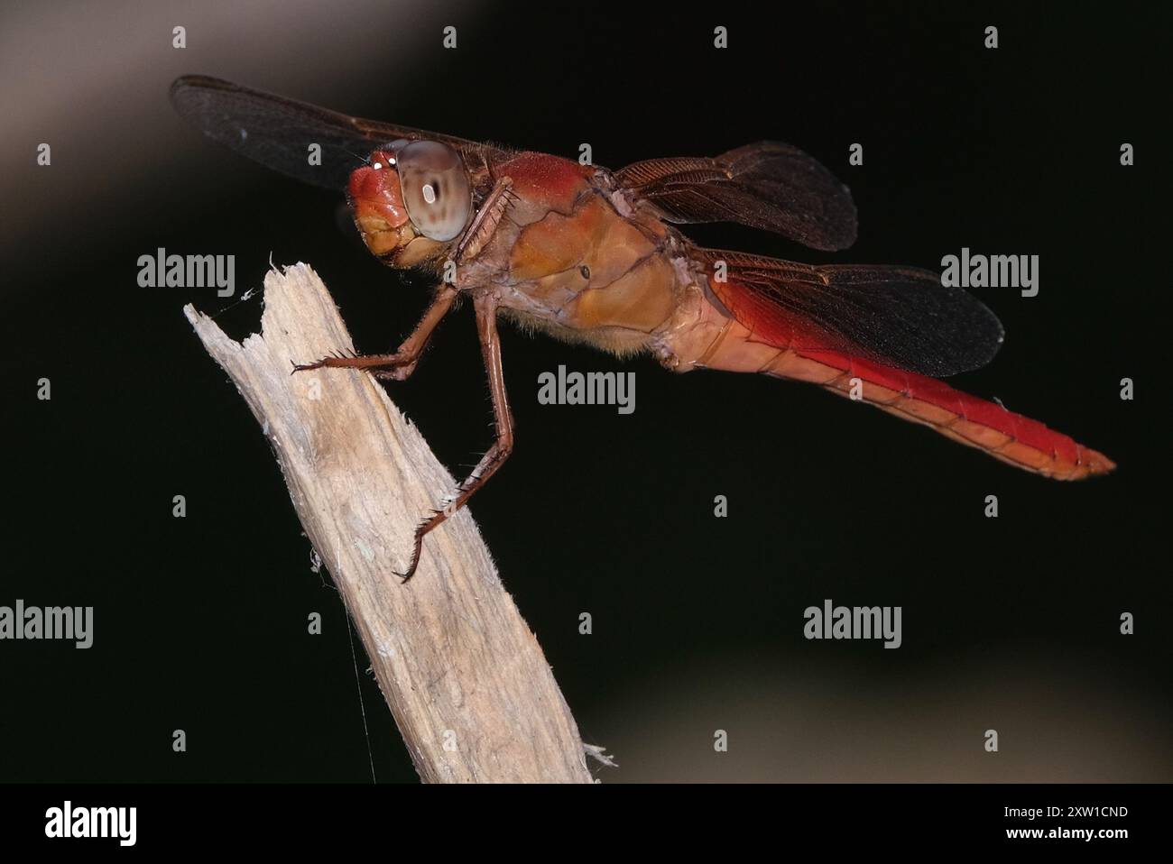 Neon Skimmer (Libellula croceipennis) Insecta Stock Photo - Alamy