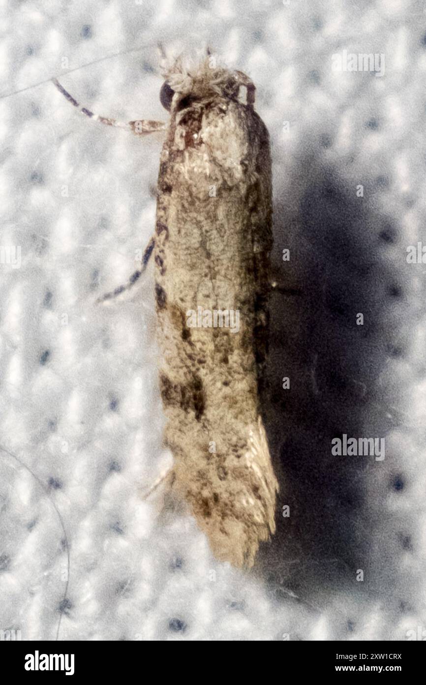 Fungus Moths, Clothes Moths, & Allies (Tineidae) Insecta Stock Photo ...