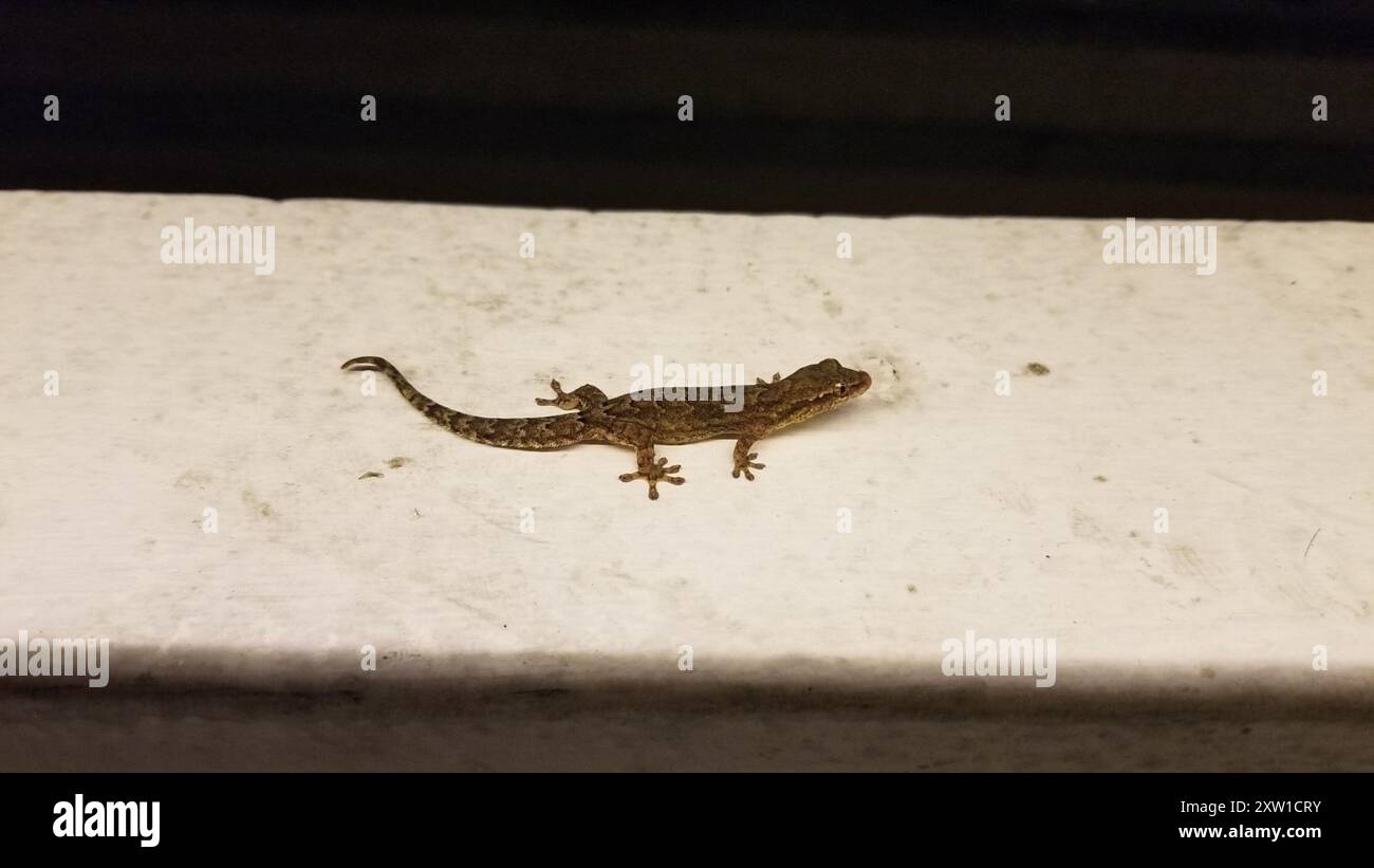 Mourning Gecko (Lepidodactylus lugubris) Reptilia Stock Photo - Alamy