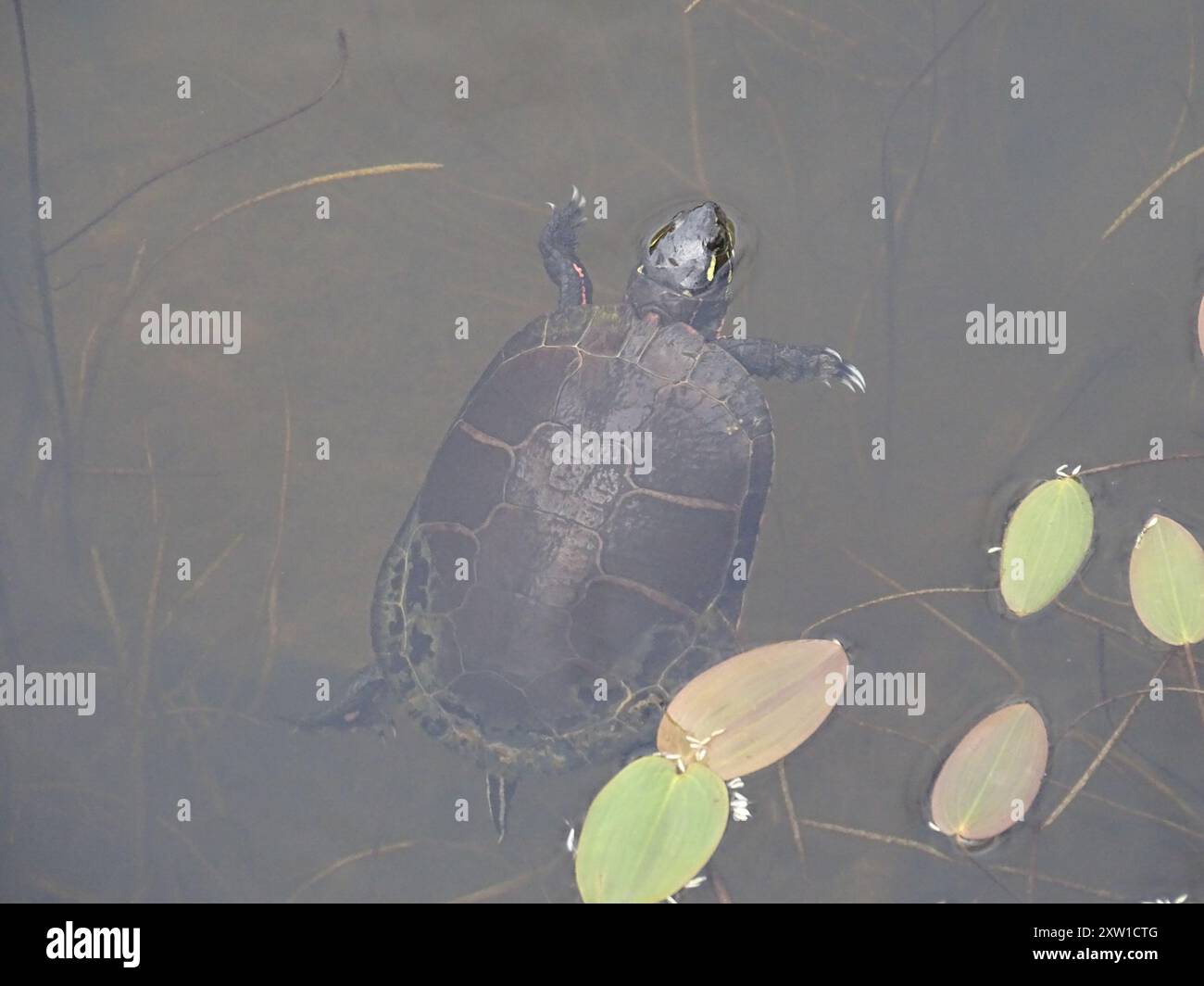 Midland Painted Turtle (Chrysemys picta marginata) Reptilia Stock Photo ...