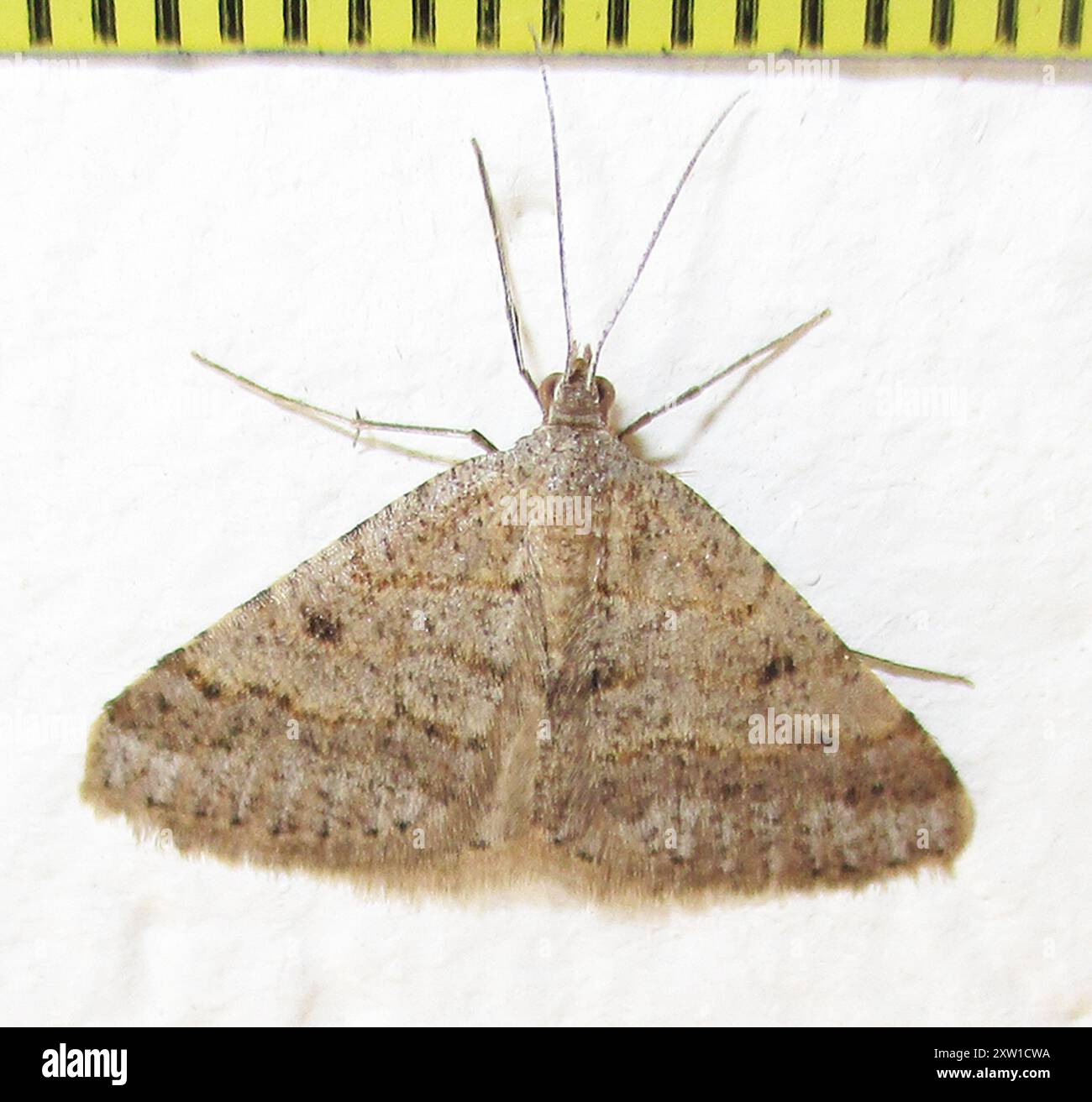 Geometer Moths (Geometridae) Insecta Stock Photo - Alamy