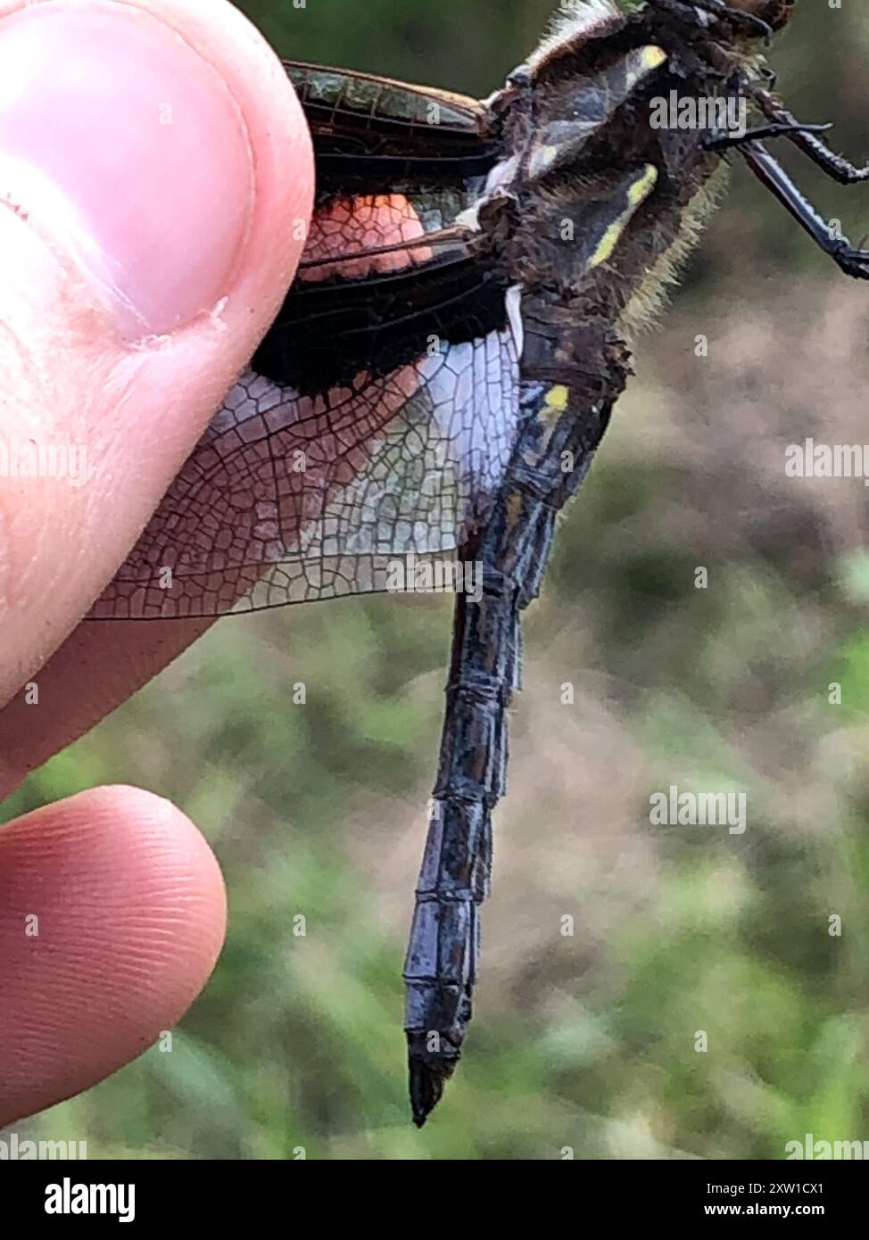 Twelve-spotted Skimmer (Libellula pulchella) Insecta Stock Photo - Alamy