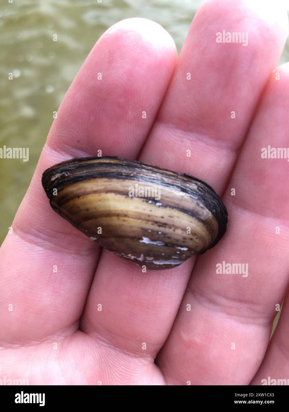Swollen River-mussel (Unio tumidus) Mollusca Stock Photo - Alamy