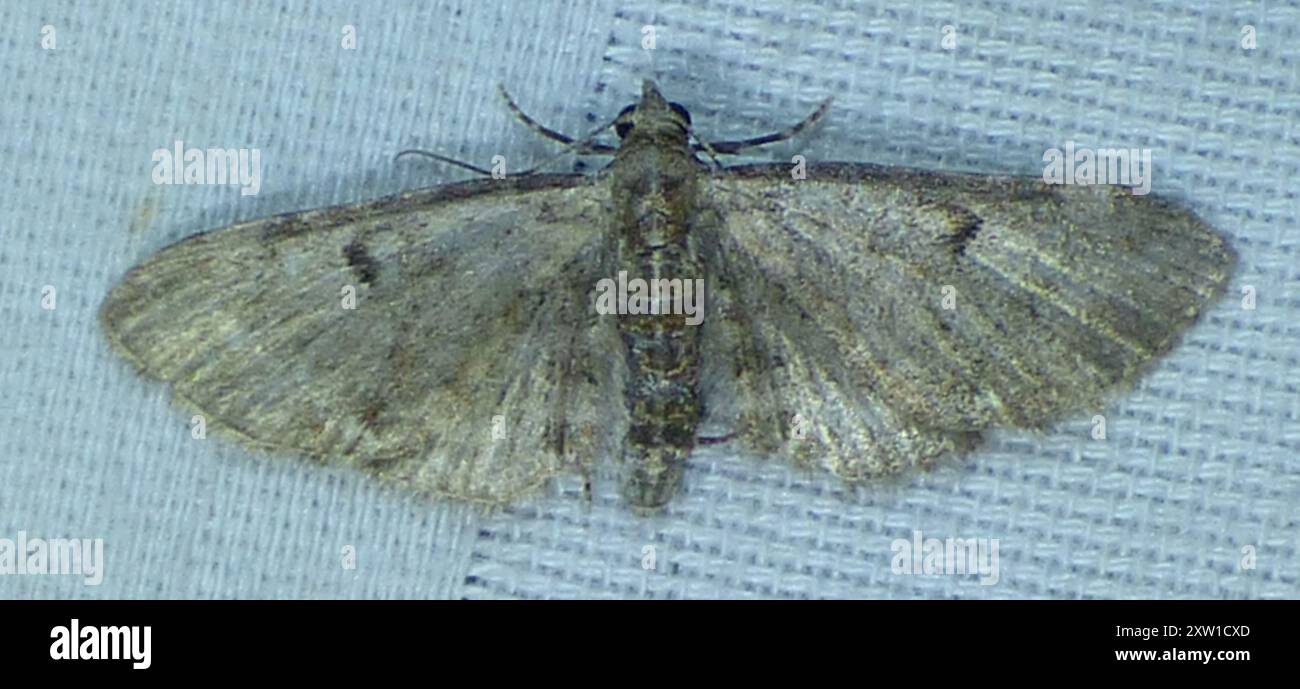 Common Eupithecia Moth (Eupithecia miserulata) Insecta Stock Photo - Alamy