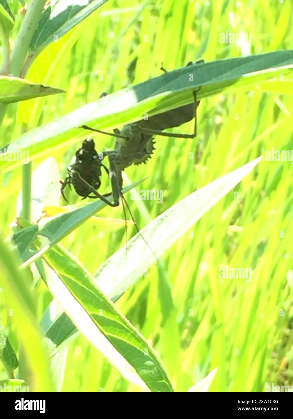North American Wheel Bug (Arilus cristatus) Insecta Stock Photo - Alamy