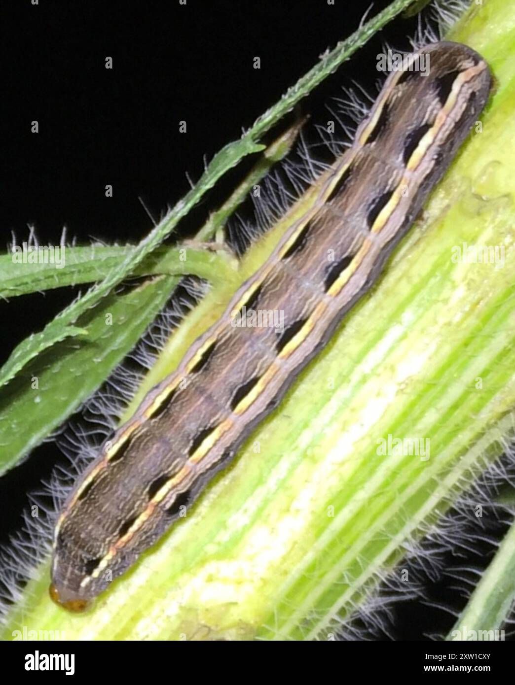 Yellow-striped Armyworm Moth (Spodoptera ornithogalli) Insecta Stock ...