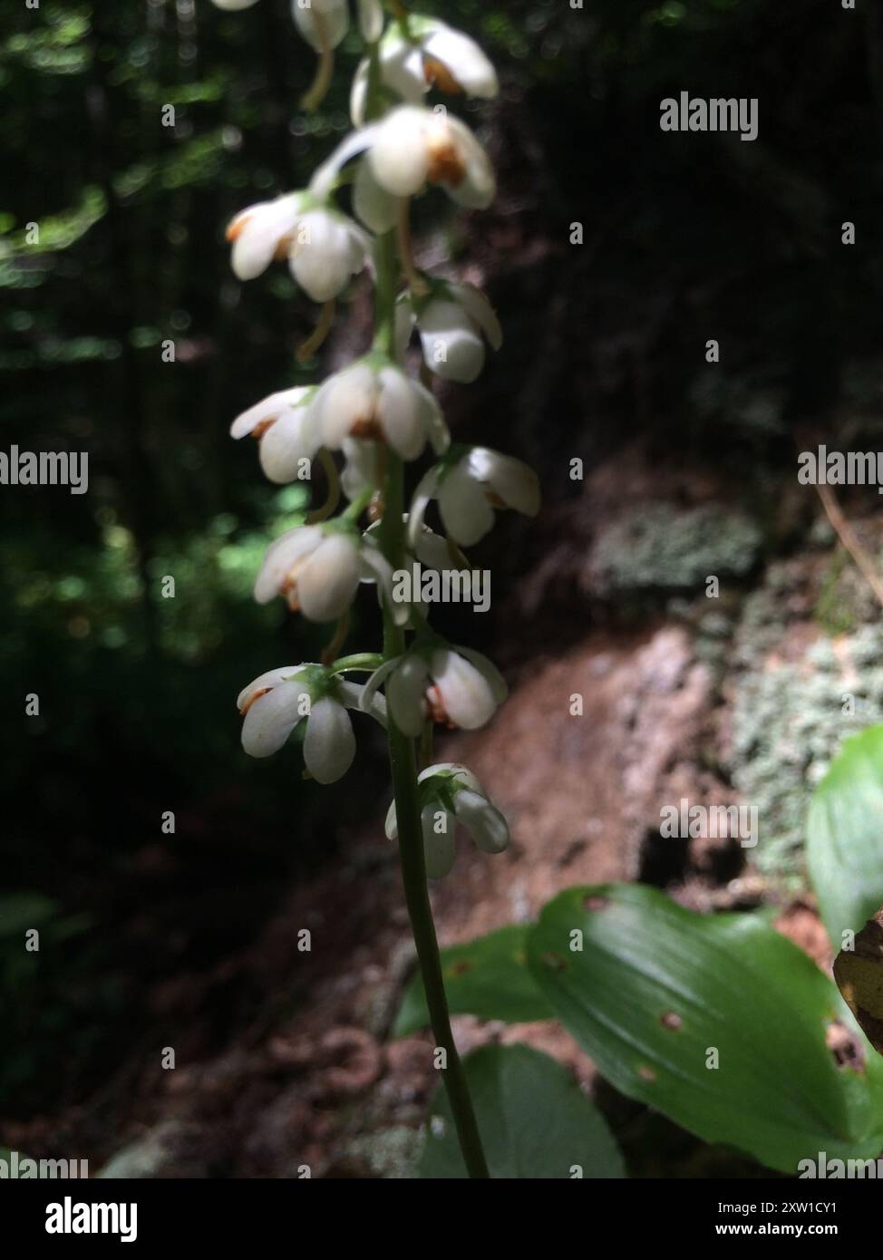shinleaf (Pyrola elliptica) Plantae Stock Photo - Alamy