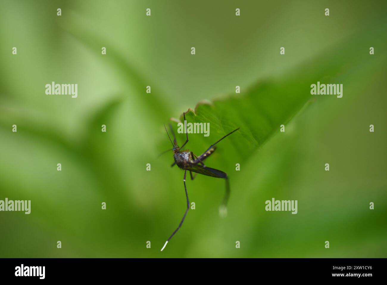 White-footed Woods Mosquito (Psorophora ferox) Insecta Stock Photo - Alamy