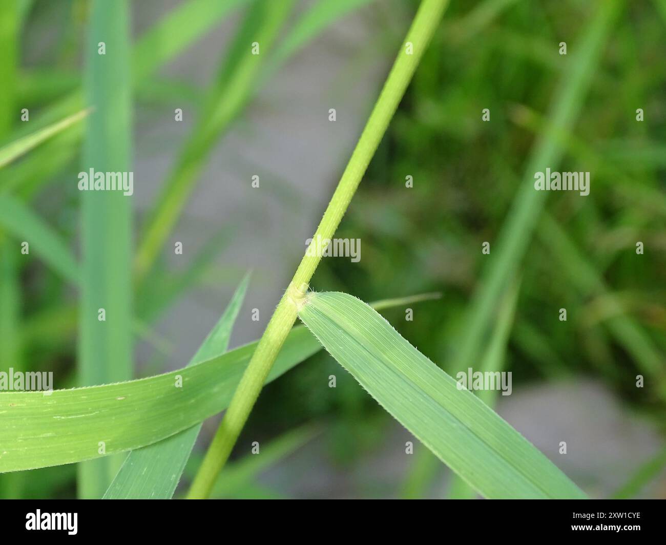 rice cutgrass (Leersia oryzoides) Plantae Stock Photo - Alamy