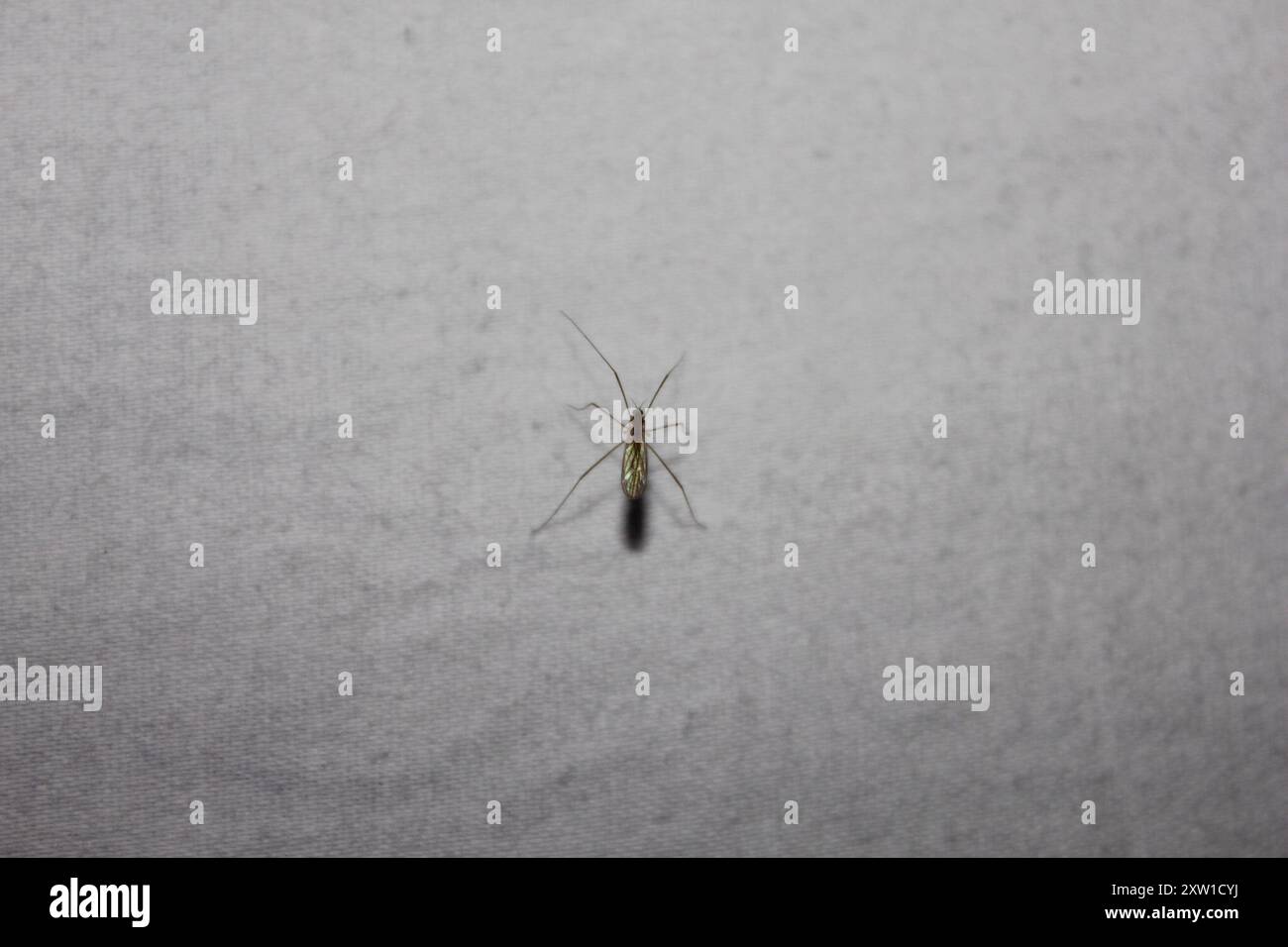Crane Flies (Tipulomorpha) Insecta Stock Photo - Alamy