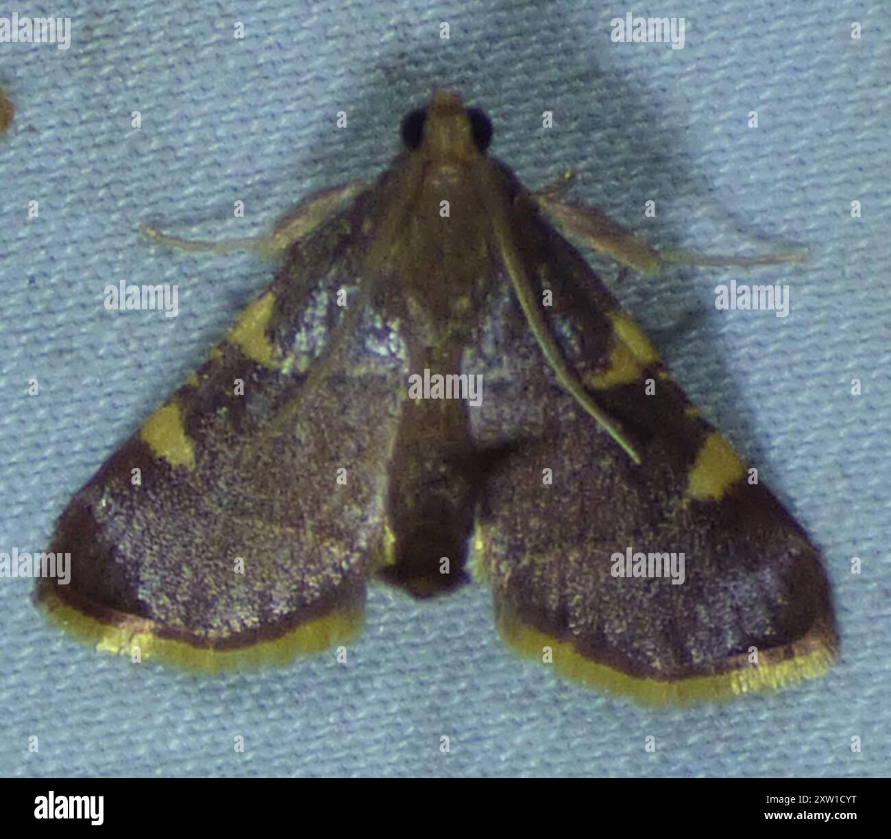 Yellow-fringed Dolichomia Moth (Hypsopygia olinalis) Insecta Stock ...