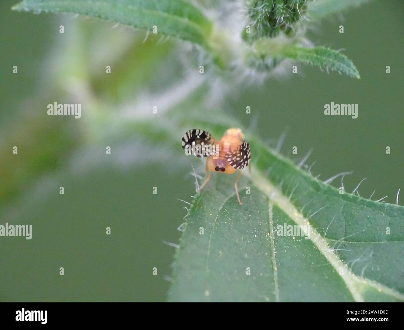 Giant Ragweed Fruit Fly (Euaresta festiva) Insecta Stock Photo - Alamy