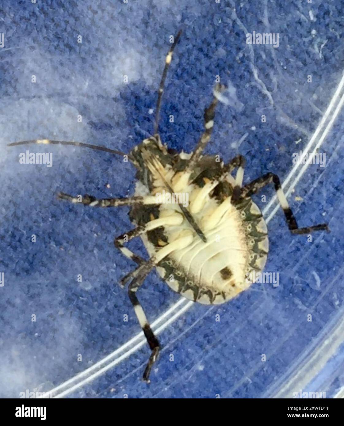 Brown Marmorated Stink Bug (Halyomorpha halys) Insecta Stock Photo - Alamy