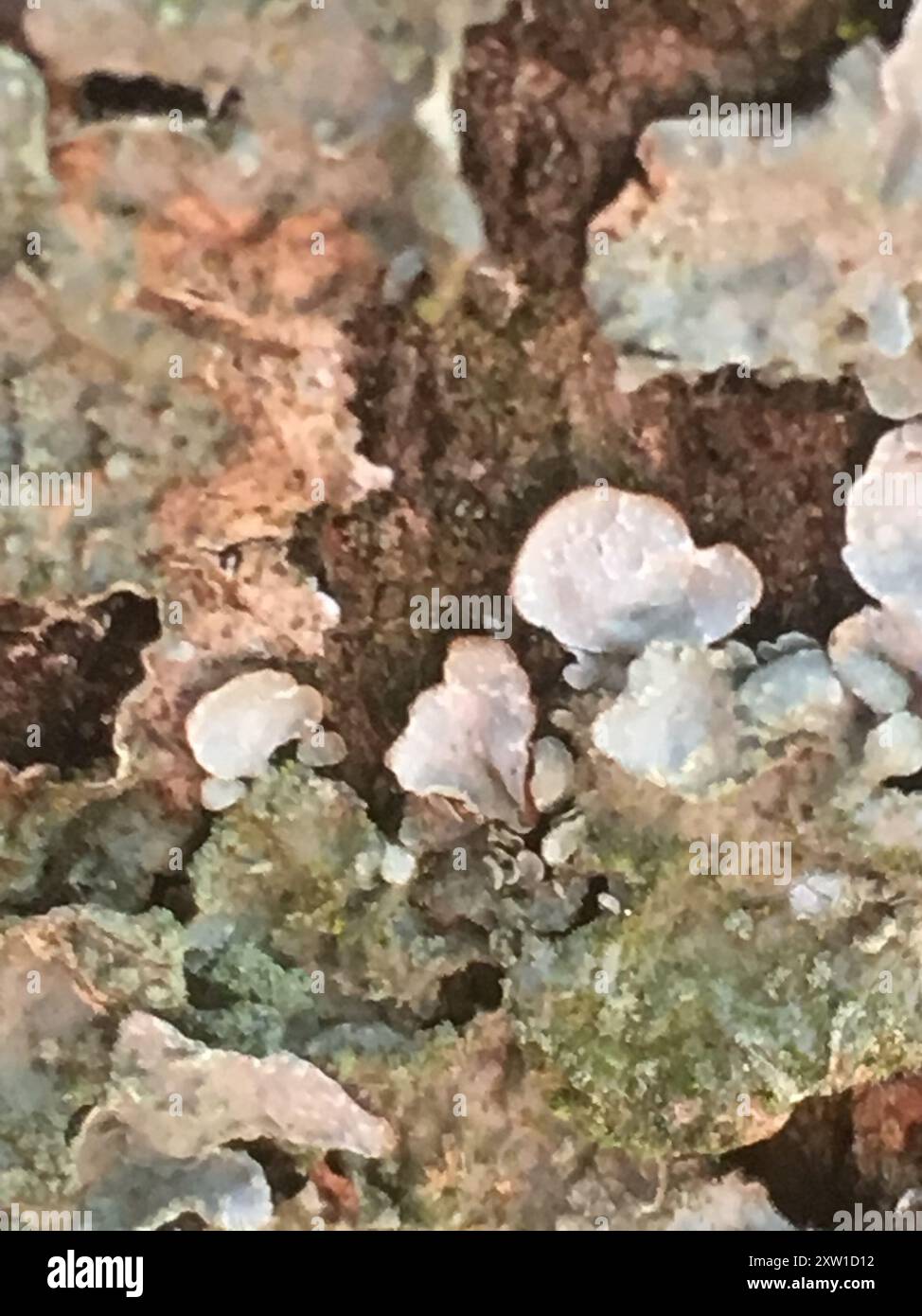 shield lichen (Parmelia sulcata) Fungi Stock Photo - Alamy