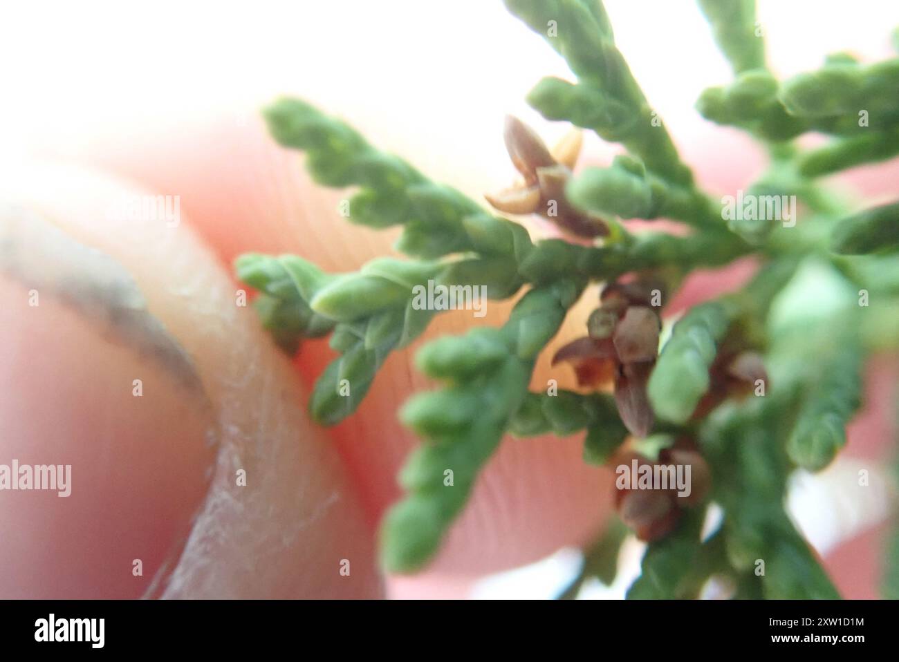 Seaside Juniper (Juniperus maritima) Plantae Stock Photo - Alamy