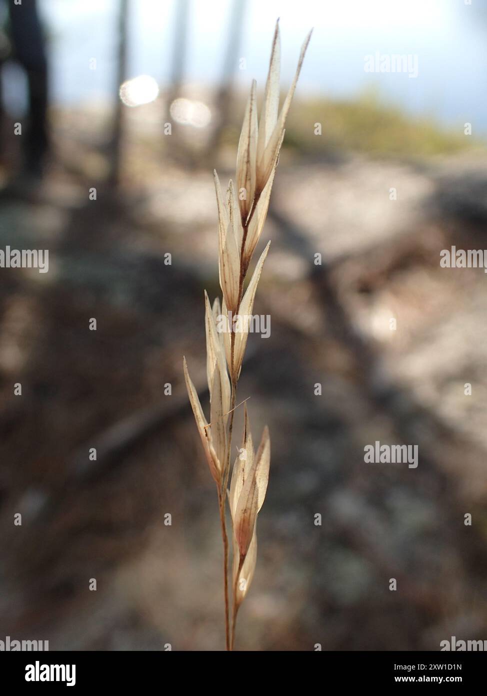Poverty oatgrass (Danthonia spicata) Plantae Stock Photo - Alamy