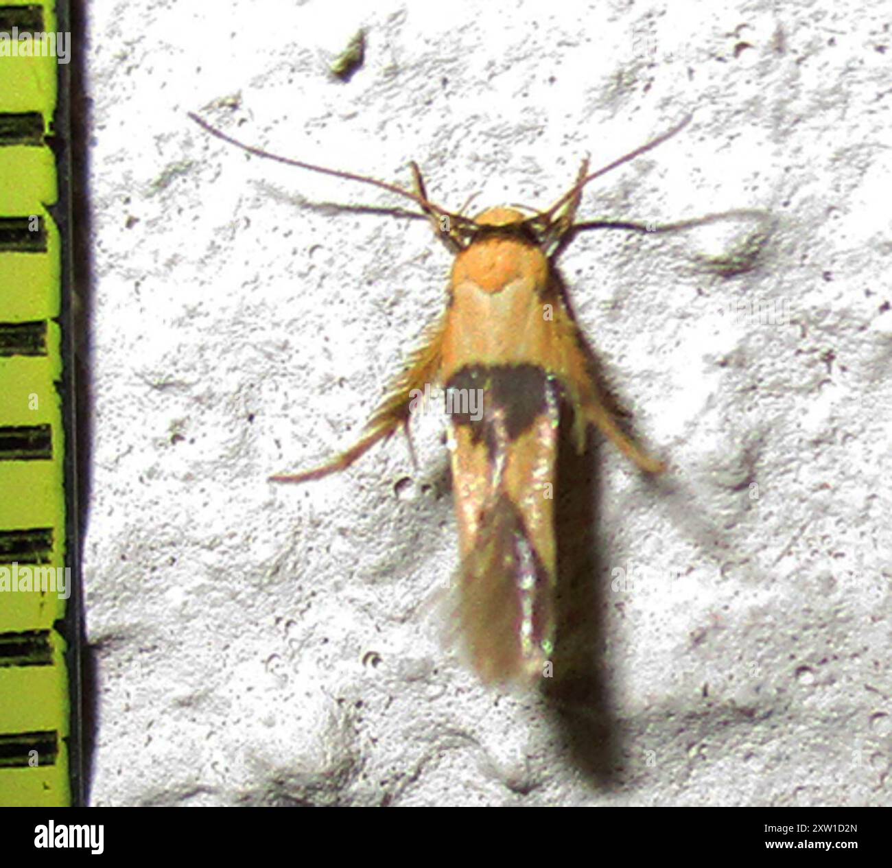 Feather-legged Moths (Stathmopodidae) Insecta Stock Photo - Alamy