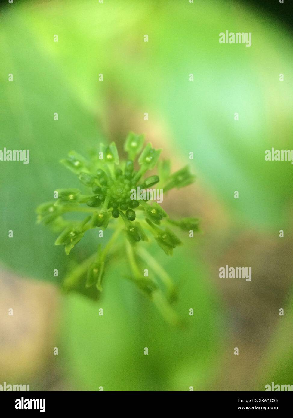 green adder's-mouth (Malaxis unifolia) Plantae Stock Photo - Alamy