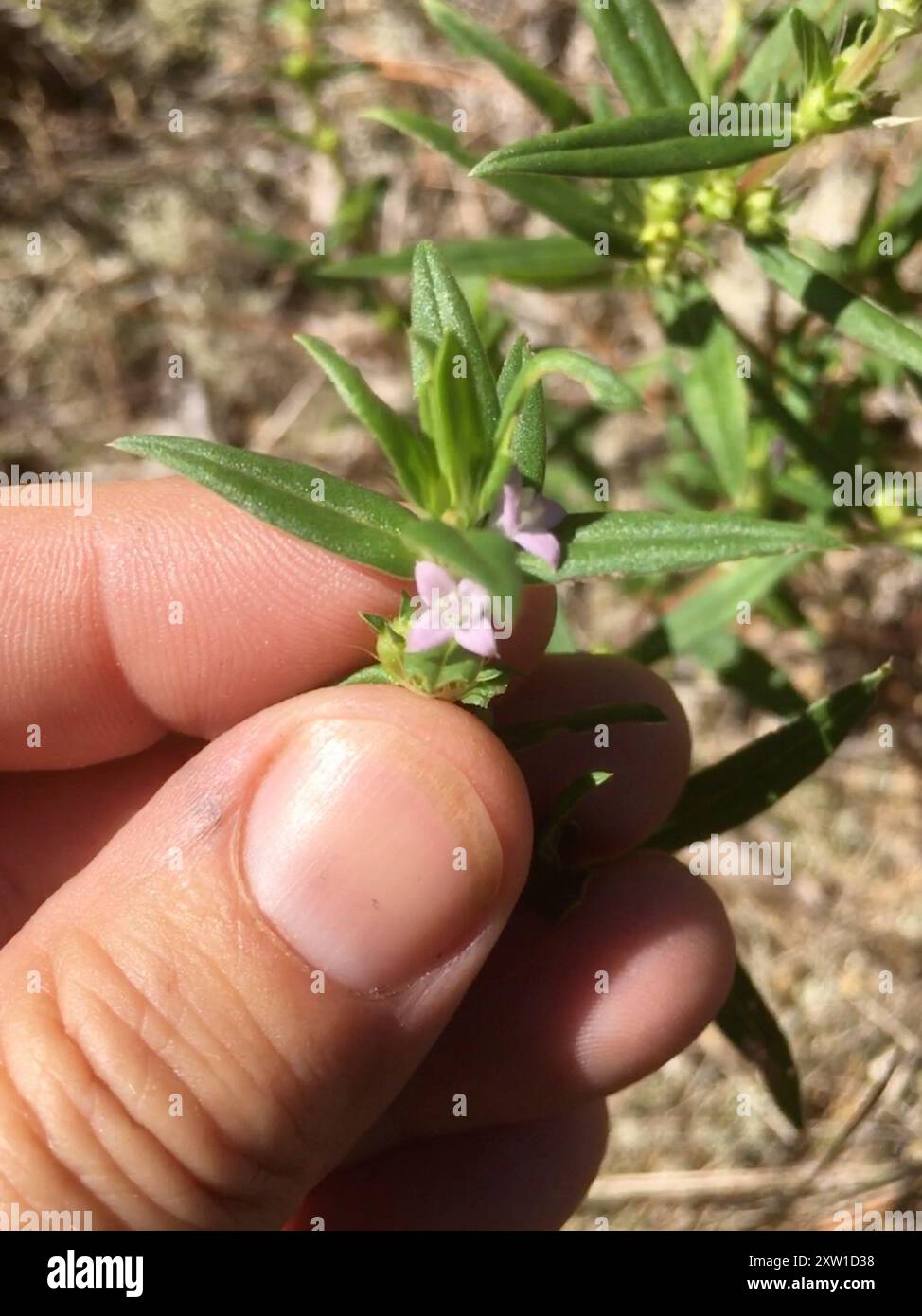 rough buttonweed (Hexasepalum teres) Plantae Stock Photo - Alamy