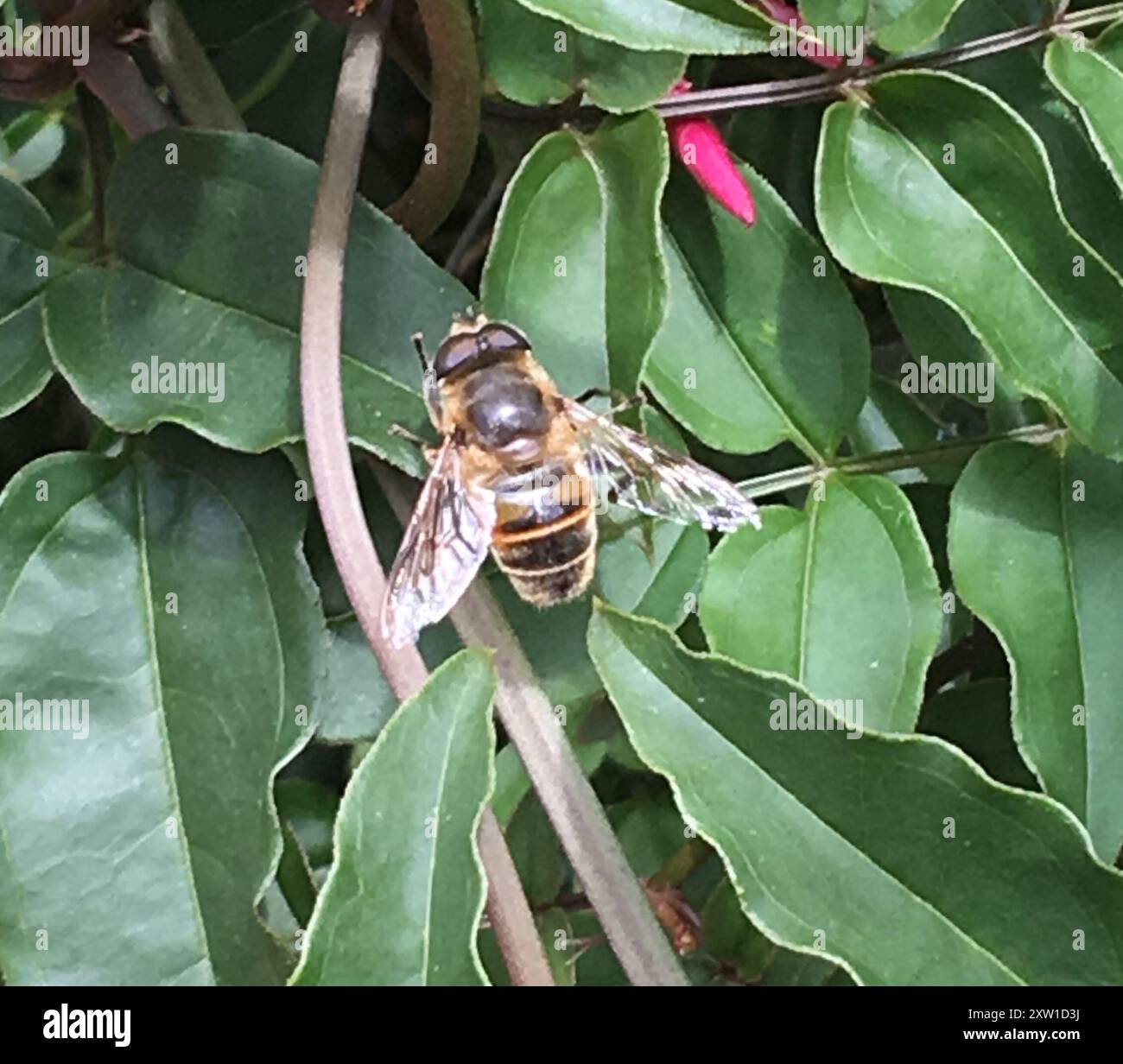 Common Drone Fly (Eristalis tenax) Insecta Stock Photo - Alamy