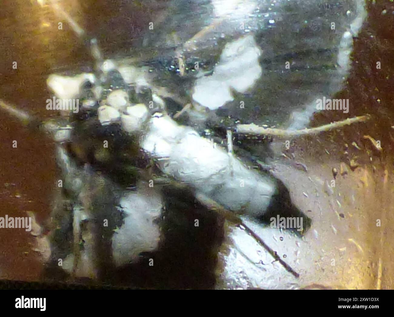 Grape Leaffolder Moth (Desmia funeralis) Insecta Stock Photo - Alamy