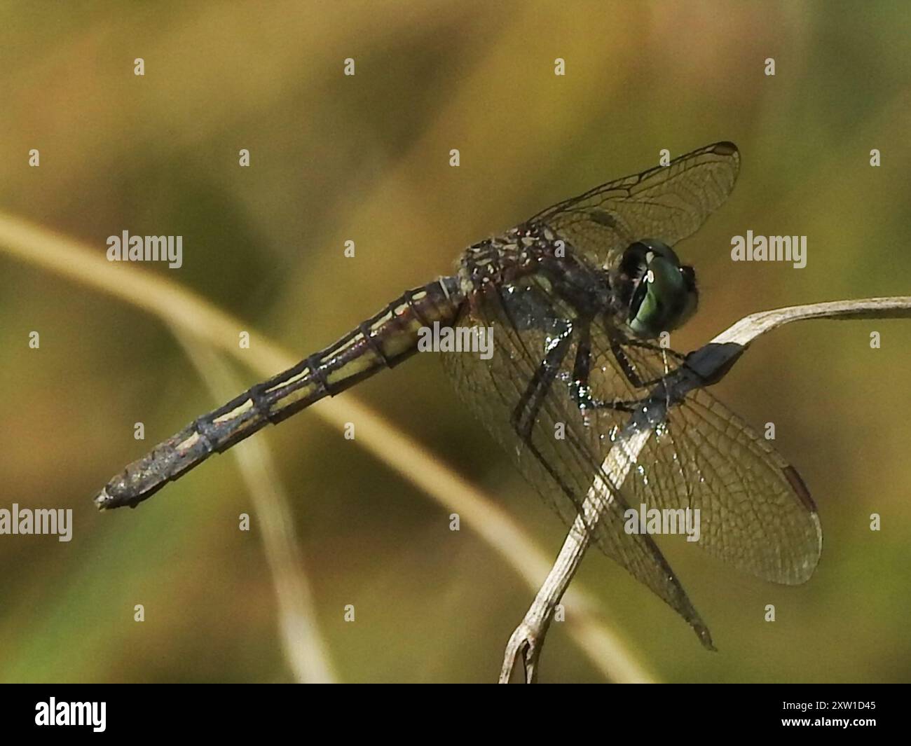 Blue Dasher (Pachydiplax longipennis) Insecta Stock Photo - Alamy