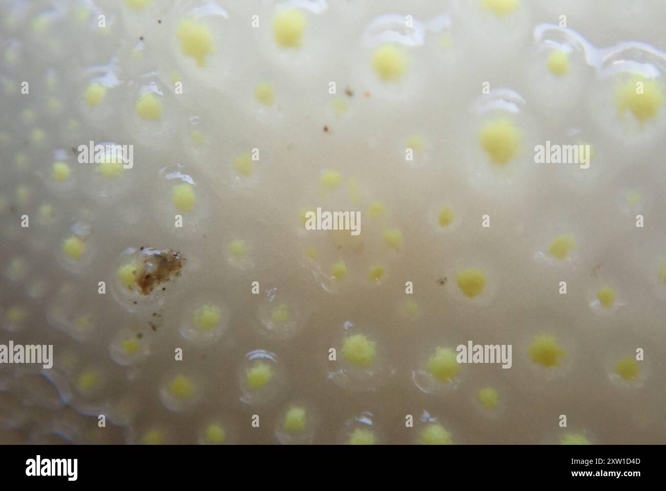 Yellow-edged Cadlina (Cadlina luteomarginata) Mollusca Stock Photo - Alamy