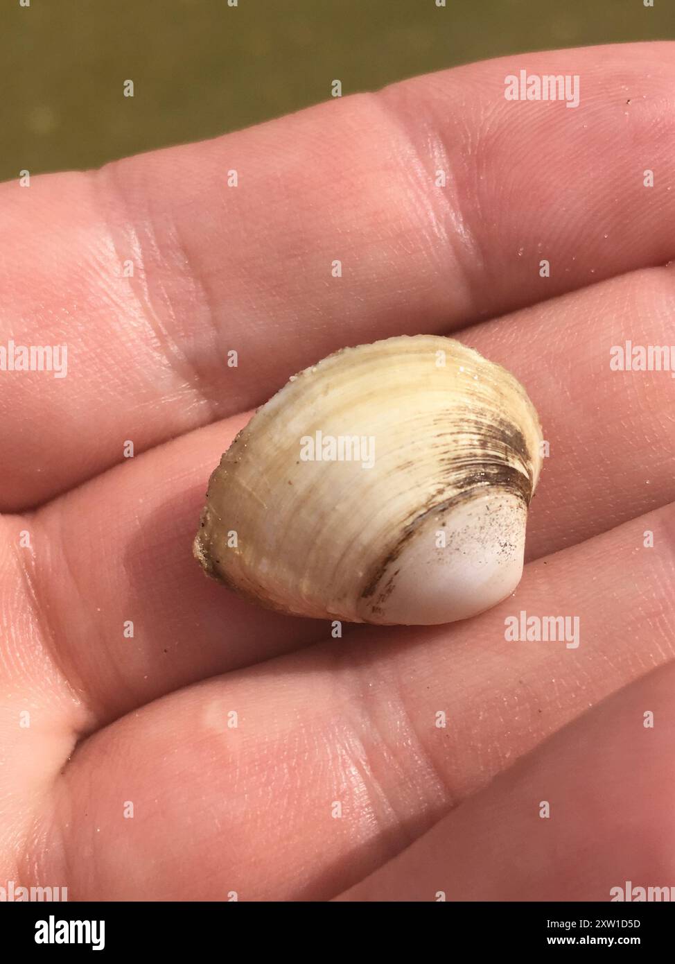 Cut Trough Shell (Spisula subtruncata) Mollusca Stock Photo - Alamy