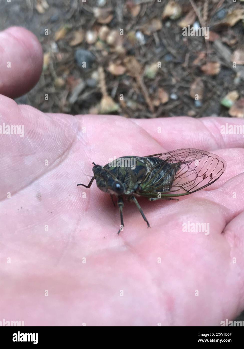 Northern Dog-day Cicada (Neotibicen canicularis) Insecta Stock Photo ...