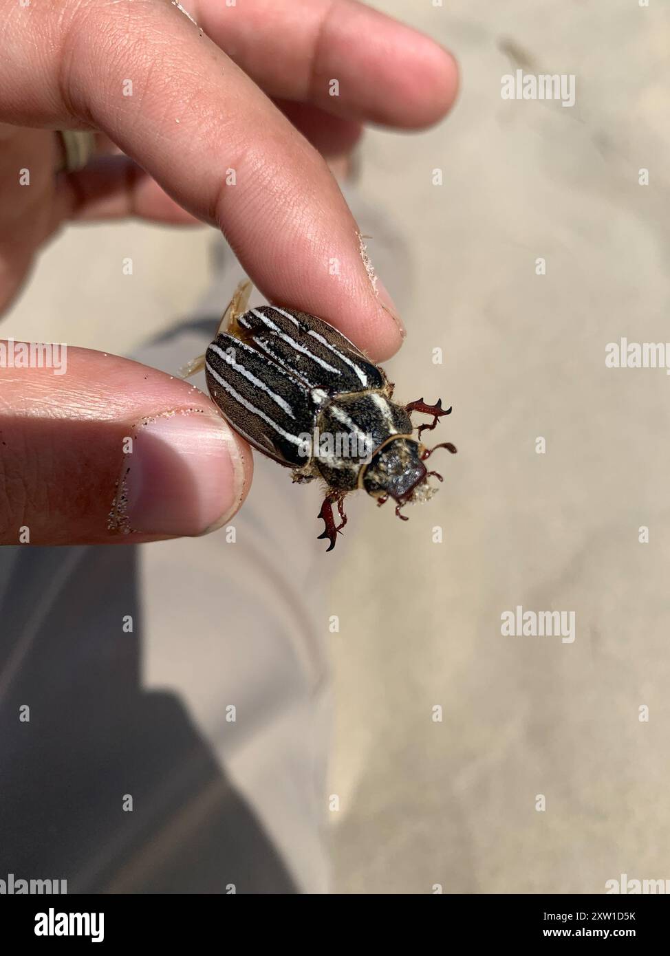 Lined June Beetles (Polyphylla) Insecta Stock Photo - Alamy