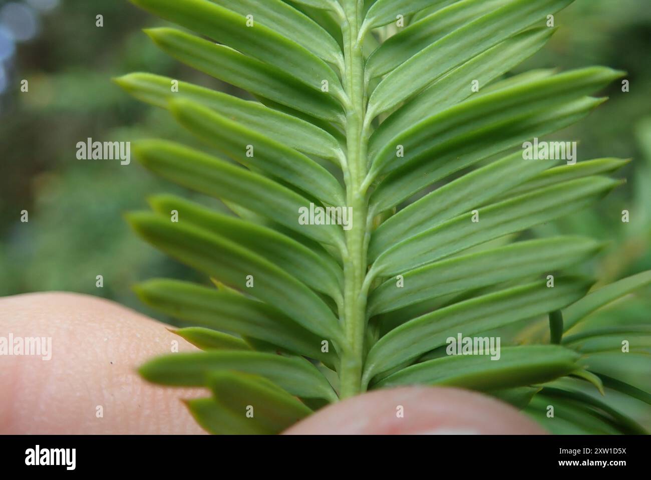 Pacific yew (Taxus brevifolia) Plantae Stock Photo - Alamy
