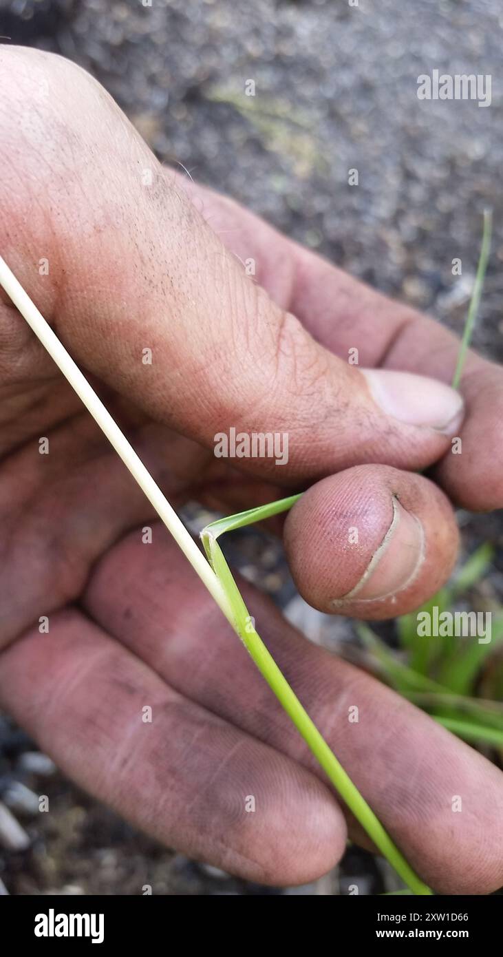Parramatta Grass (Sporobolus africanus) Plantae Stock Photo - Alamy