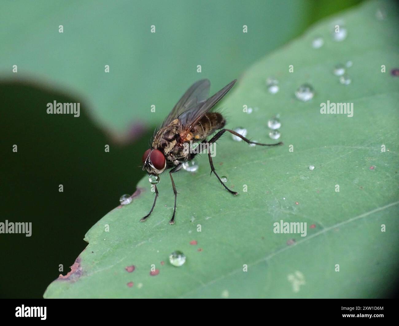 Muscoid Flies (Muscoidea) Insecta Stock Photo - Alamy