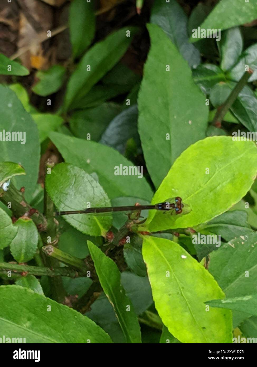 Fragile Forktail (Ischnura posita) Insecta Stock Photo - Alamy