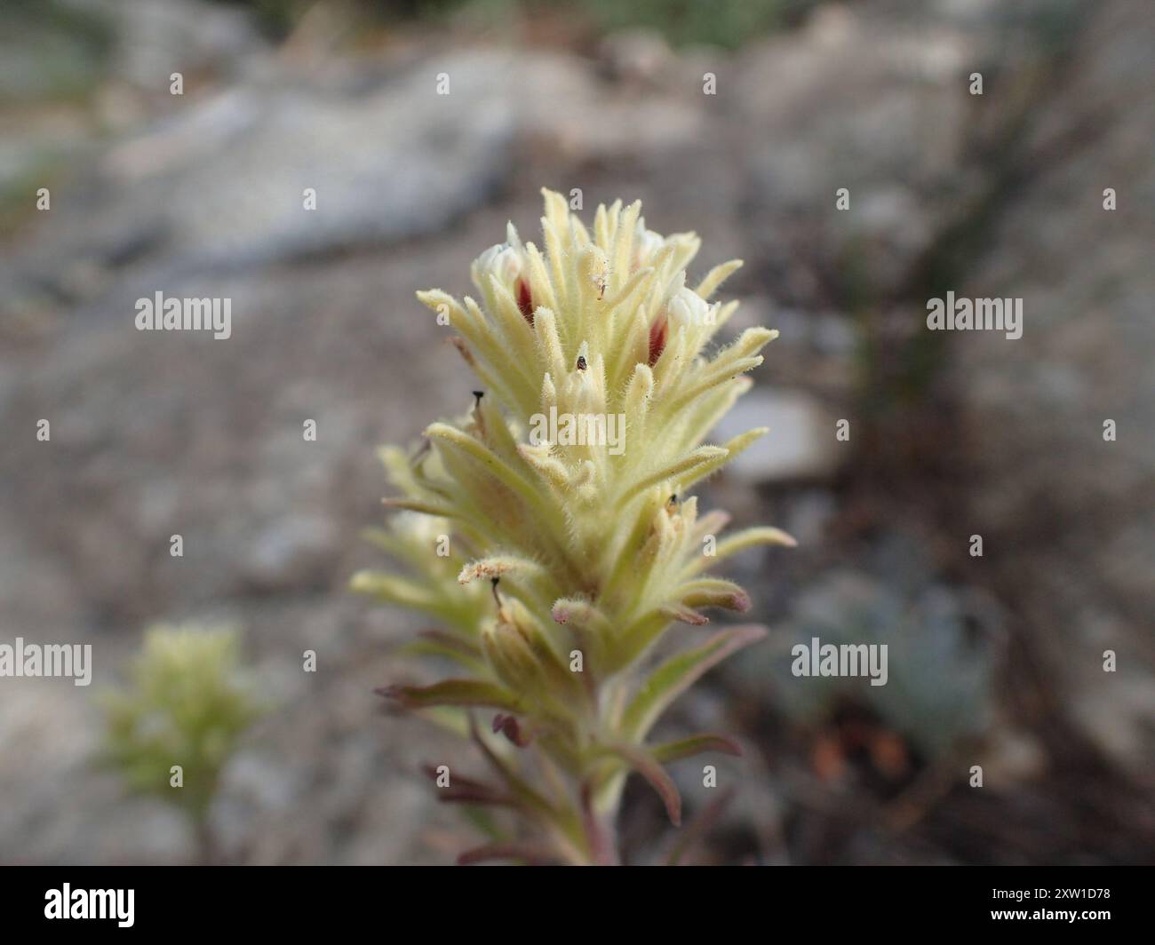 dwarf alpine Indian paintbrush (Castilleja nana) Plantae Stock Photo ...