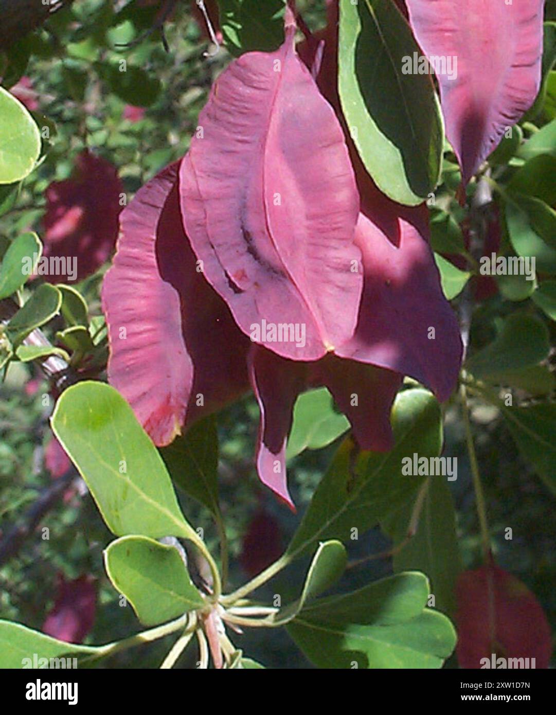 Purplepod clusterleaf (Terminalia prunioides) Plantae Stock Photo - Alamy