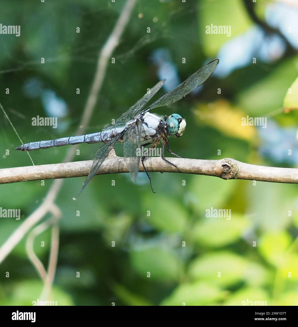 Great Blue Skimmer (Libellula vibrans) Insecta Stock Photo - Alamy