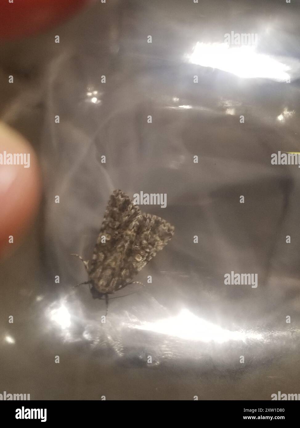 Dagger Moths (Acronicta) Insecta Stock Photo - Alamy